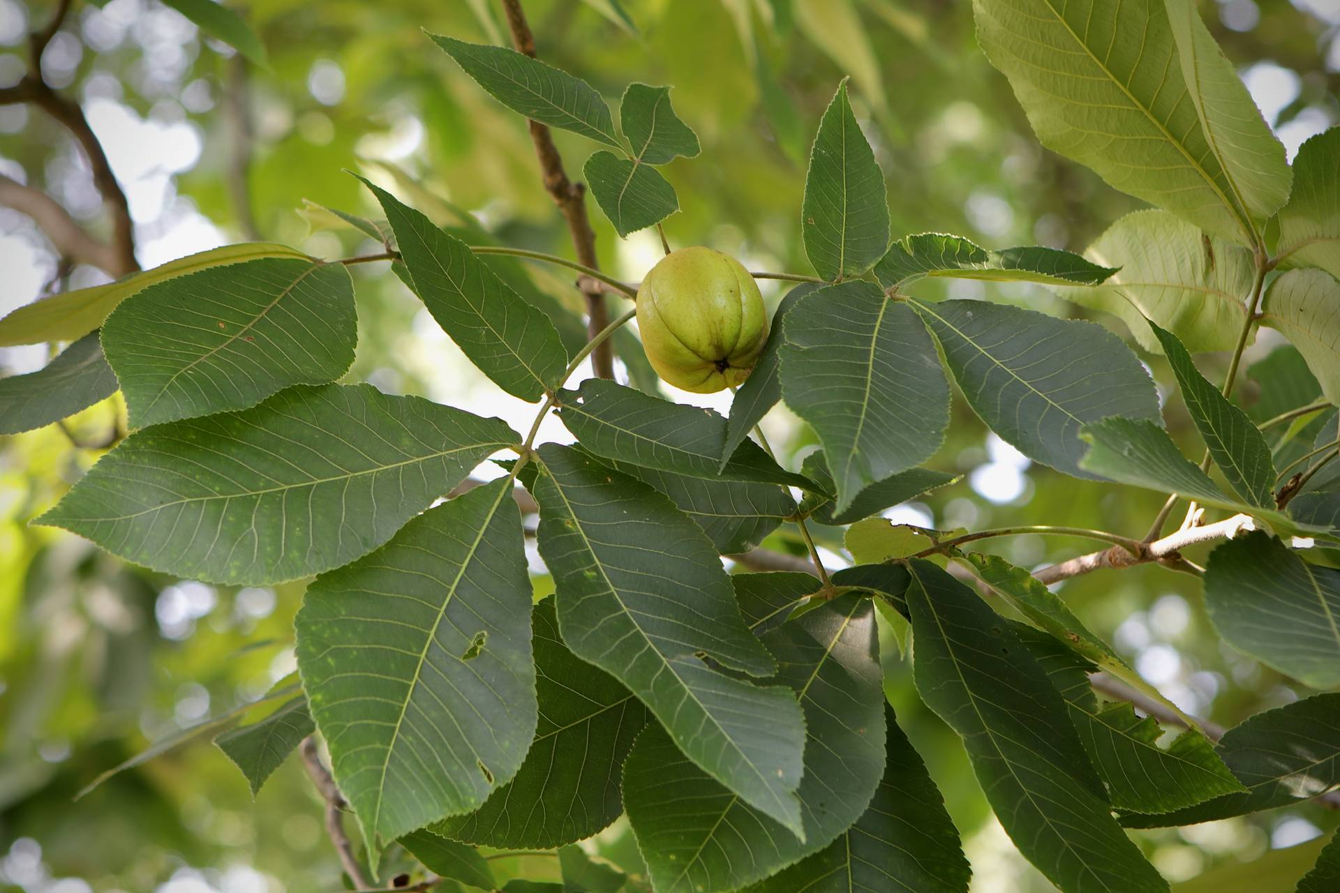 RPC: Shellbark Hickory