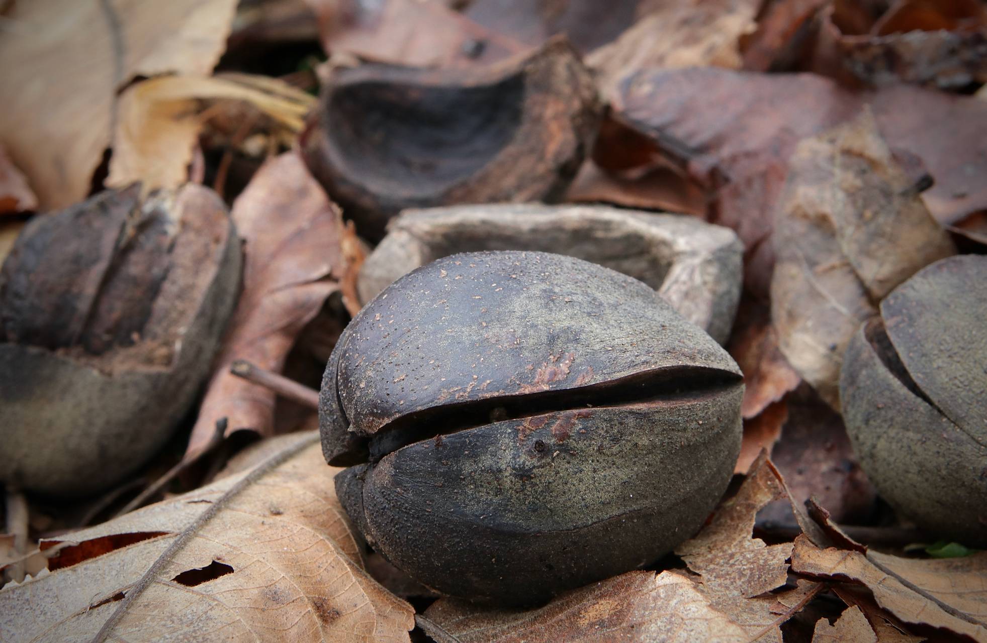 RPC: Shellbark Hickory