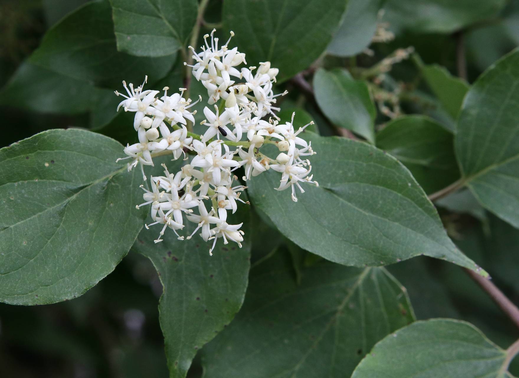 RPC: Roughleaf Dogwood