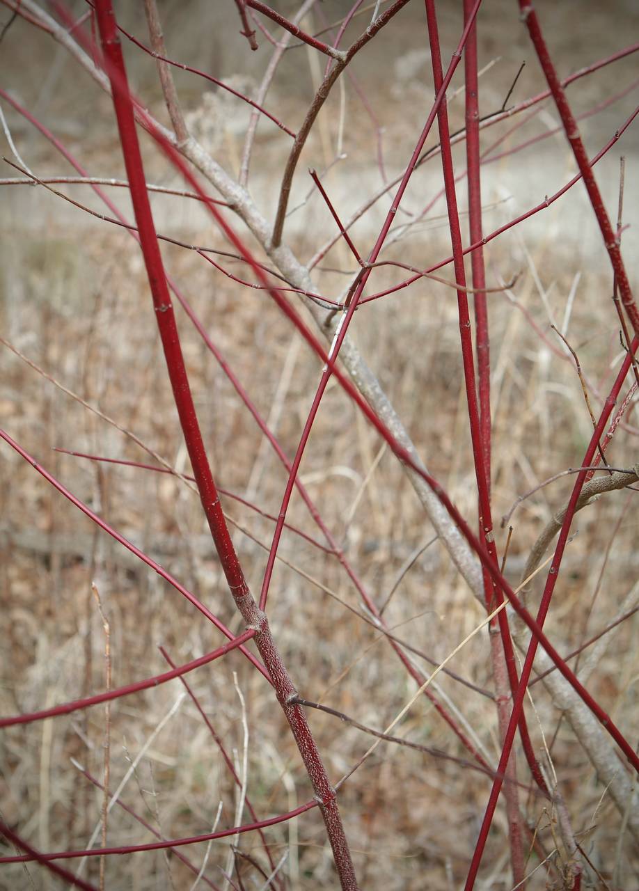 RPC: Red Twig Dogwood