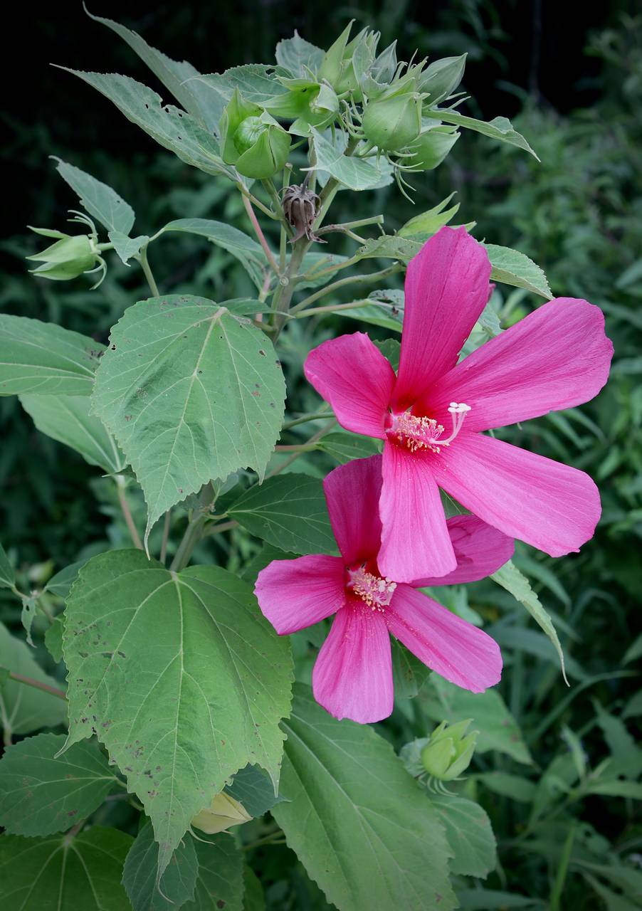 RPC: Swamp Rose Mallow