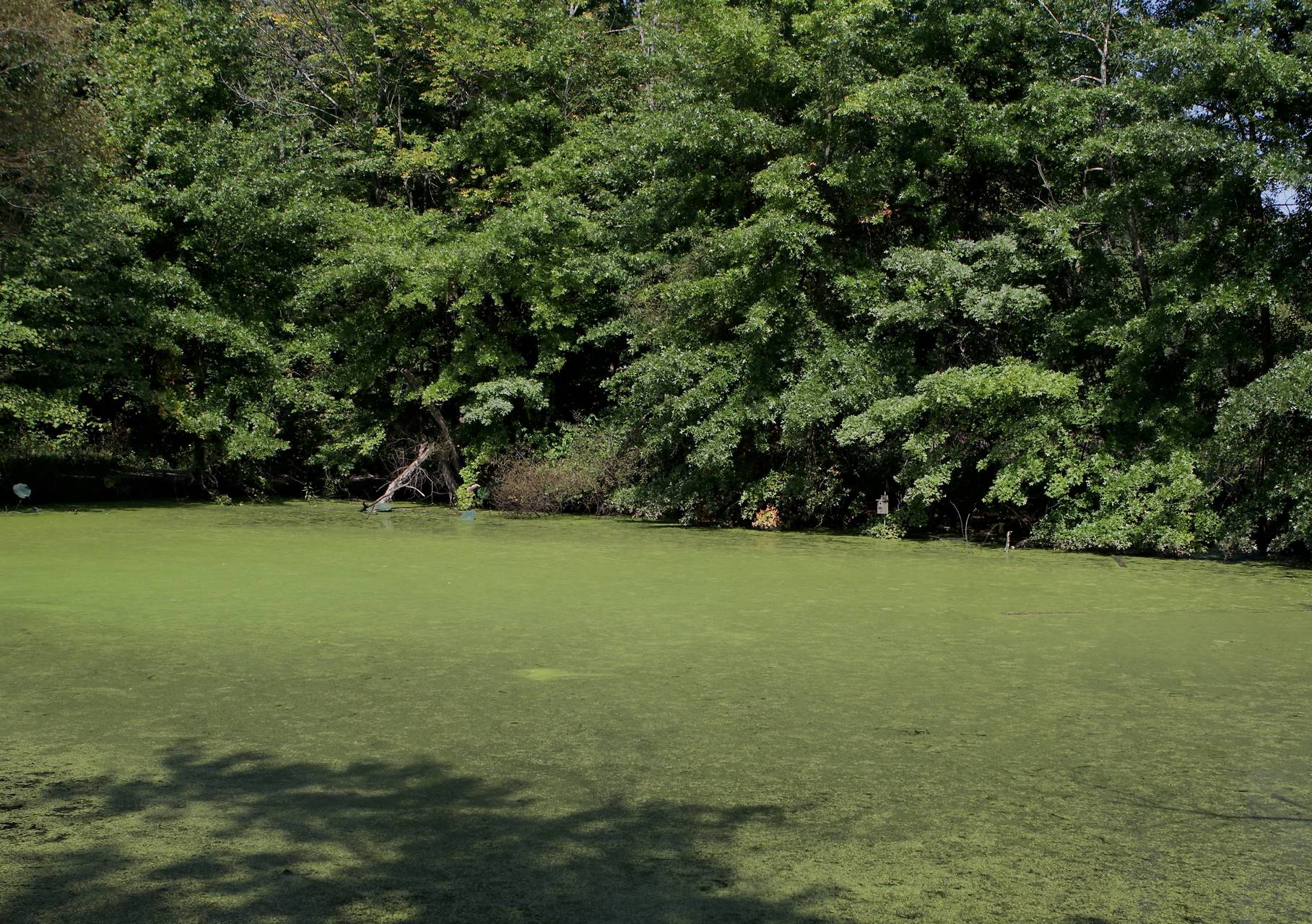 RPC: Common Duckweed