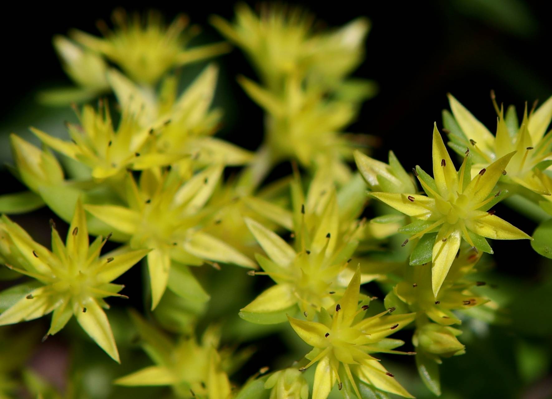 RPC: Stringy Stonecrop