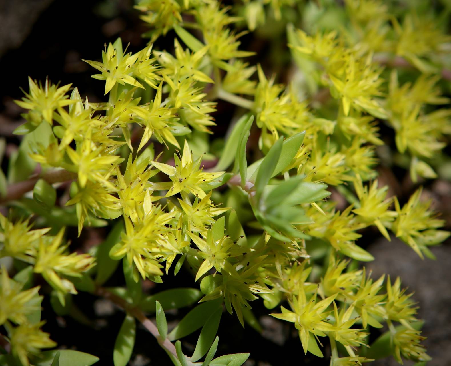 RPC: Stringy Stonecrop