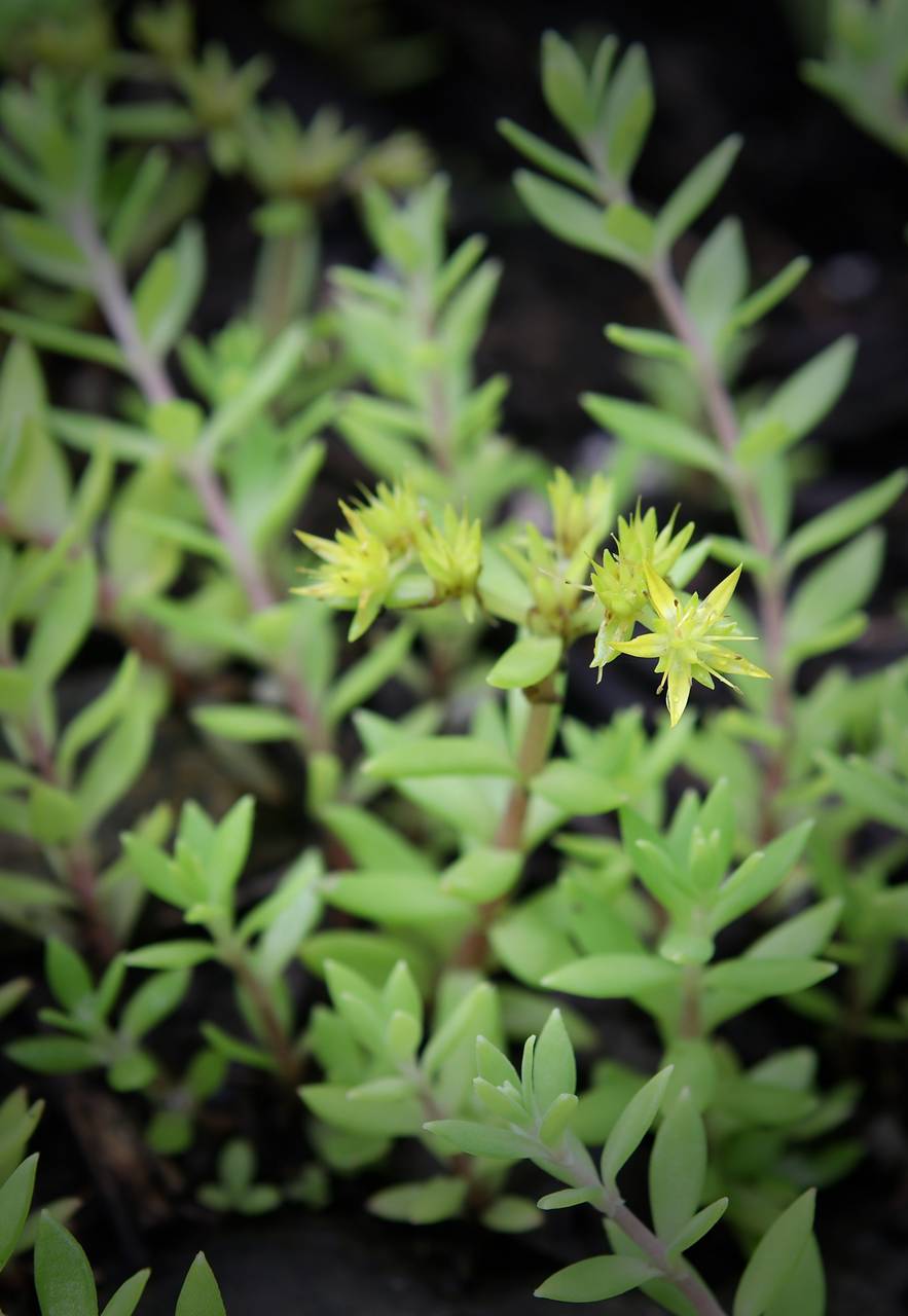 RPC: Stringy Stonecrop