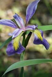 RPC: Color/Petal Srch.